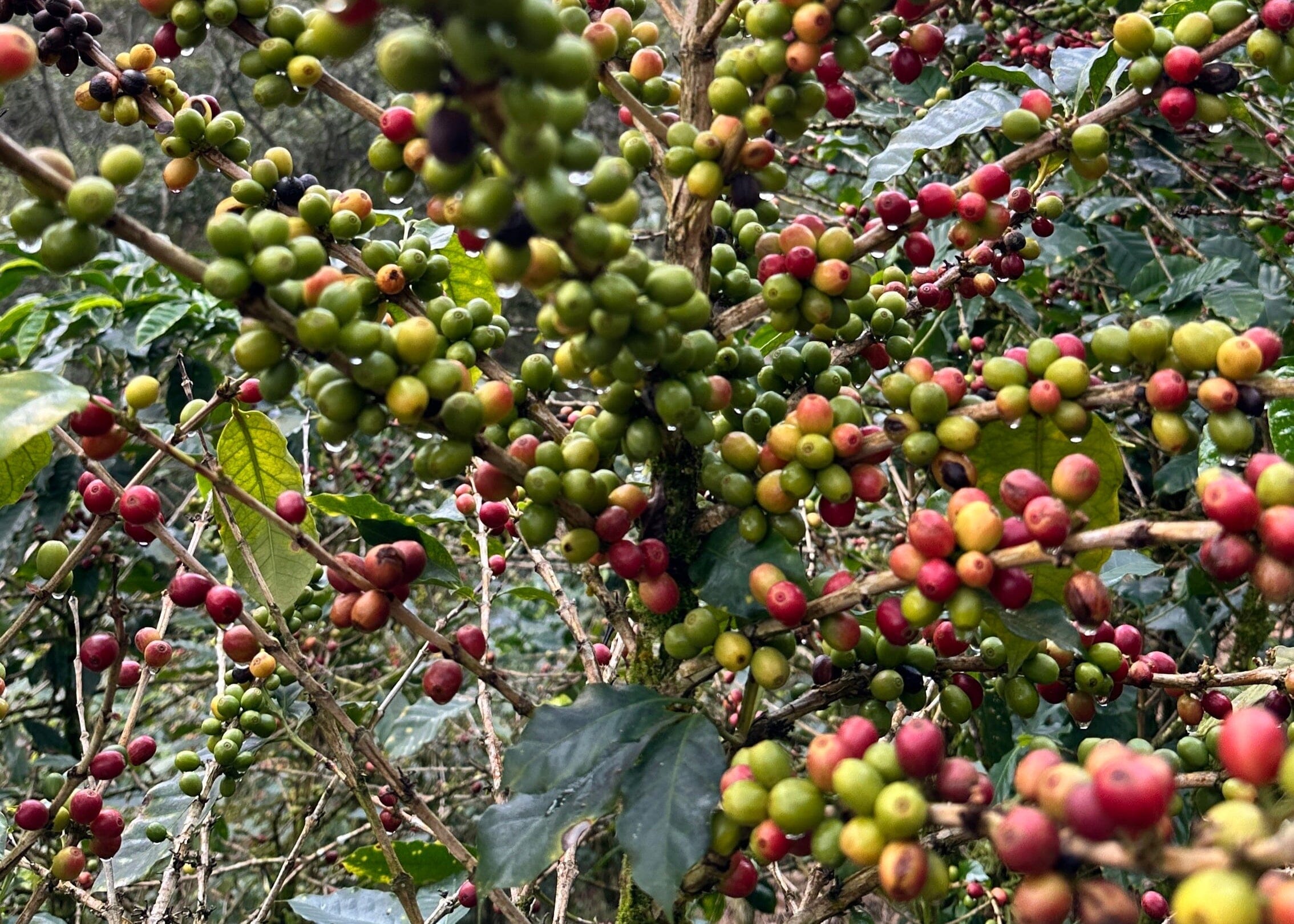 Speciality Coffee beans | Coffee roasters – Potterbeans
